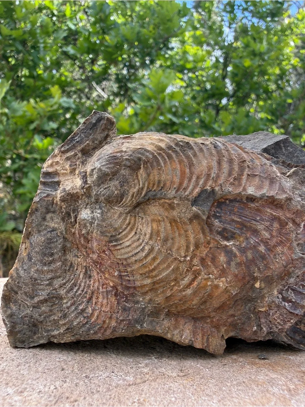 Accents | Fossilized Shell Rock Specimen In Earthy Brown Tones | Poshmark